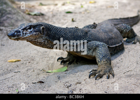 philippines monitor lizard Stock Photo - Alamy