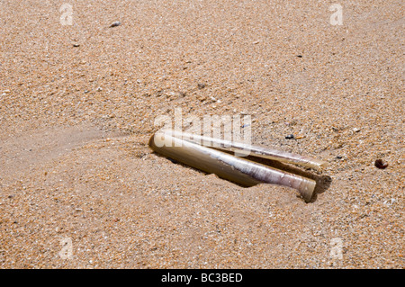 A razor shell (Ensis arcuatus) on a sandy beach in Scotland Stock Photo ...