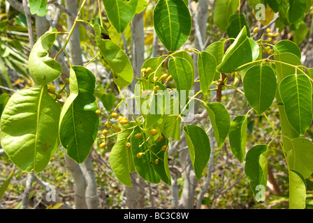 Metopium toxiferum (Metopium toxiferum Stock Photo - Alamy