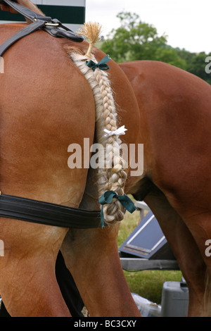 Suffolk punch horse plaited tail Stock Photo - Alamy