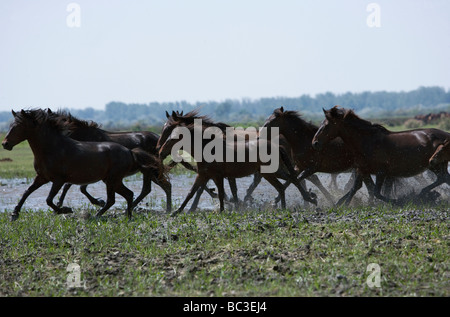 Wild horse, Letea forest, Danube delta, Romania Stock Photo - Alamy