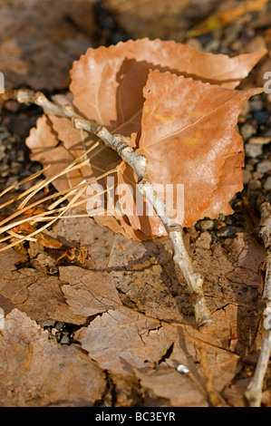 Autumn leaf on the cold barren ground of a park Stock Photo - Alamy