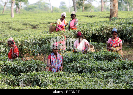 Assamese women picking tea leaves in a tea plantation in Eastern Assam ...