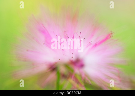 Calliandra Selloi. Shuttlecock bush. Powder puff bush Stock Photo - Alamy