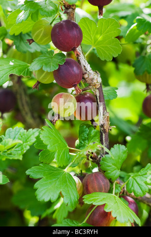 Worcesterberry fruits, Coastal black gooseberry, ripe on a bush Stock ...