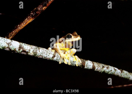 Tyler's Tree Frog, Litoria tyleri Stock Photo - Alamy