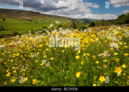 Swaledale wild flower meadows near Reeth Yorkshire Dales National Park ...