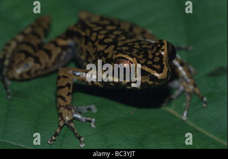 Stream Frog, Rana signata Stock Photo - Alamy