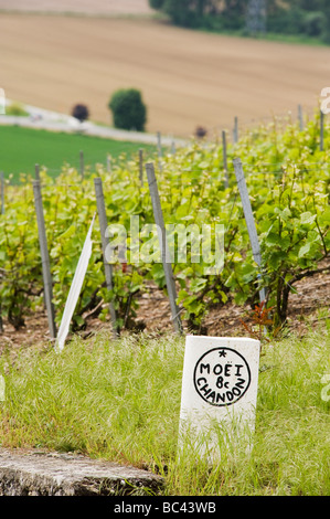 Moet and Chandon Champagne Vineyards, Champagne Region, France Stock ...