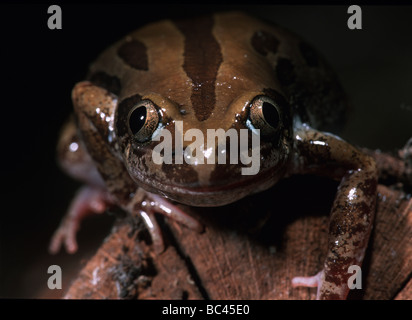 Senegal Running Frog (Kassina senegalensis), Marakele National Park ...