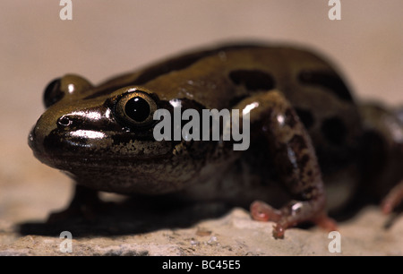 Running Frog Kassina senegalensis Stock Photo - Alamy