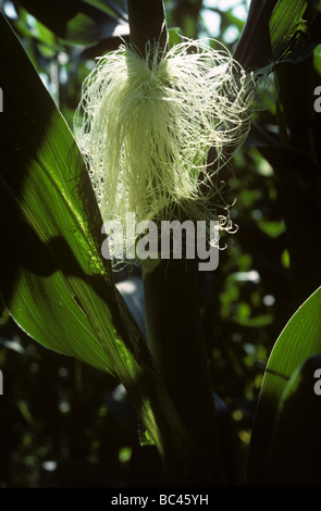 Maize, Corn (Zea mays). Female inflorescence. Studio picture against a ...