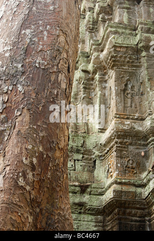Large tree trunk, Ta Prohm temple, Angkor complex, Siem Riep, Cambodia ...