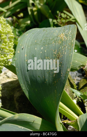 Allium Rust (Puccinia allii Stock Photo - Alamy