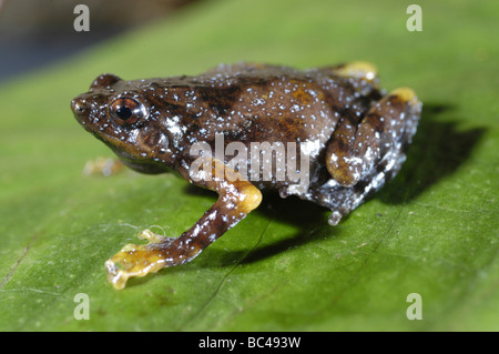 Tree Hole Frog, Metaphrynella sundana, sitting on moss. Also known as ...