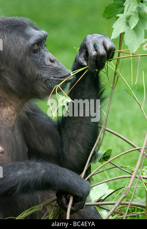A close up of a Chimpanzee eating leaves off a sapling at Twycross Zoo ...
