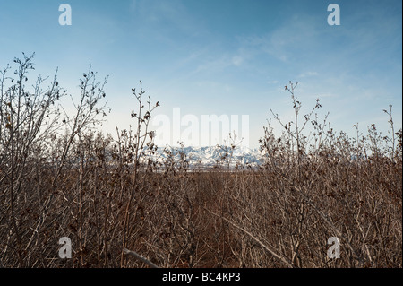 ARCTIC WILLOW ON THE ALASKAN TUNDRA Stock Photo - Alamy
