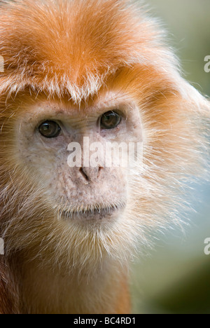 The East Javan langur (Trachypithecus auratus) is a primate species ...