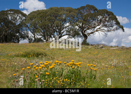 Summer daisies and snow gums Stock Photo - Alamy
