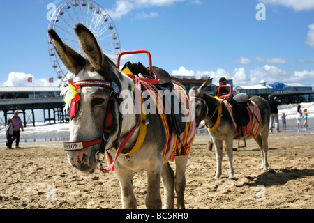 Donkey rides on the beach by the Victorian pier at Saltburn-By-The-Sea ...