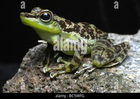 Mindanao Splash Frog (Staurois natator), Mount Kiamo, Mindanao Island ...