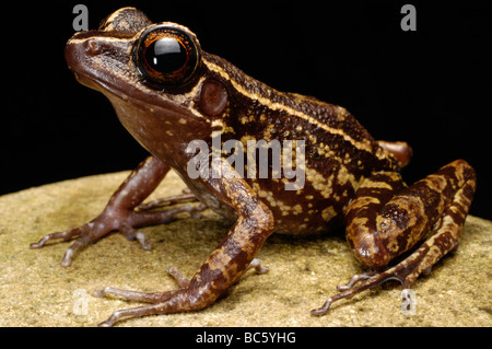 Spotted Stream Frog, Rana picturata Stock Photo - Alamy