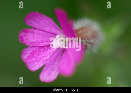 Hisley Wood, Lustleigh, Devon Stock Photo - Alamy