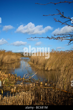 Weymouth Radipole Lake Wetland Dorset UK Stock Photo - Alamy