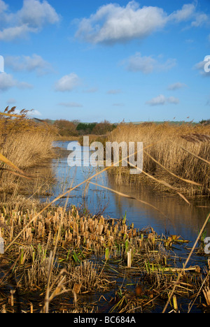 Weymouth Radipole Lake Wetland Dorset UK Stock Photo - Alamy