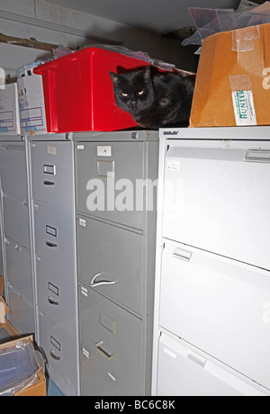 Black Cat on top of filing cabinet Stock Photo - Alamy