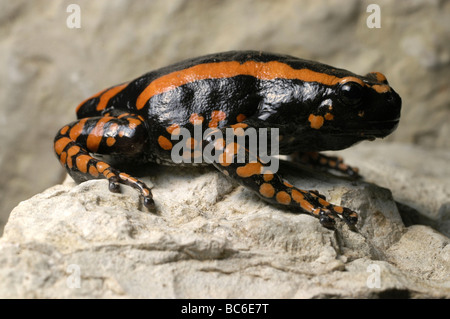 Banded rubber frog (Phrynomantis bifasciatus), Microhylidae, Africa ...