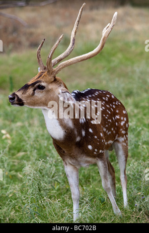 Adult male Axis deer, native to India and other SE Asian countries, is ...