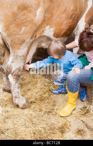 Cow being milked by hand on Channel Islands Stock Photo - Alamy