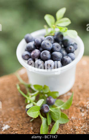 Blueberries in plastic tub Stock Photo - Alamy