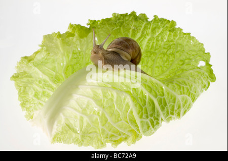 A snail on a lettuce leaf FoodCollection Stock Photo - Alamy