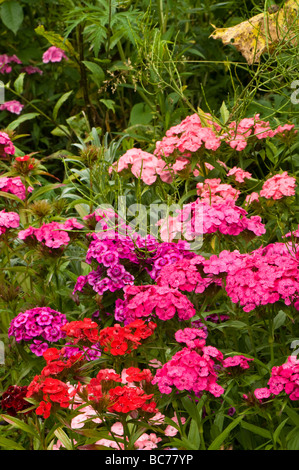 Sweet William (Dianthus barbatus), variety: Sweet William Red ...