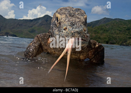 Close up of adult komodo dragon's head with mouth open showing saliva ...