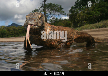 Close up of adult komodo dragon's head with mouth open showing saliva ...