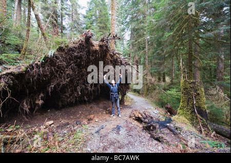 old growth forest in Carmanah Walbran Provincial Park Vancouver Island ...