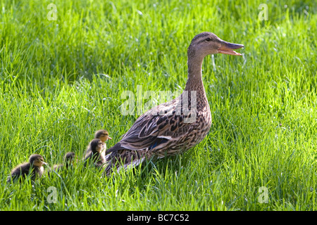 Mallard hen with ducklings Stock Photo - Alamy