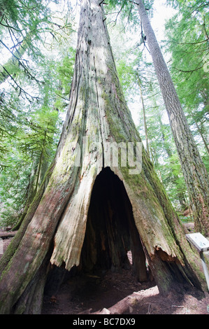 Old growth trees in Cathedral Grove MacMillan Provincial Park Vancouver ...