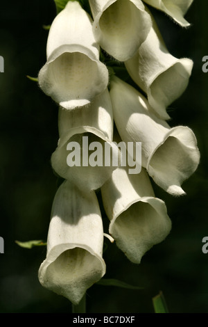 Foxglove Digitalis purpurea Family Plantaginaceae showing flower bloom ...