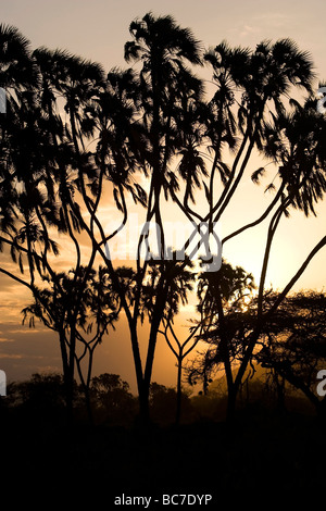 Backlight sunset through branches Stock Photo - Alamy