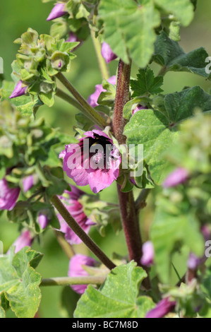 Tree Mallow Pink British Wildflower growing in a wildflower meadow in ...
