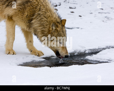 Wolf drinking from ice hole in frozen river Stock Photo - Alamy