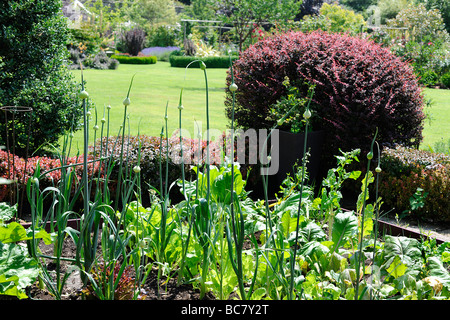 Vegetable garden plots in the landscaped English Gardens of Belcombe ...