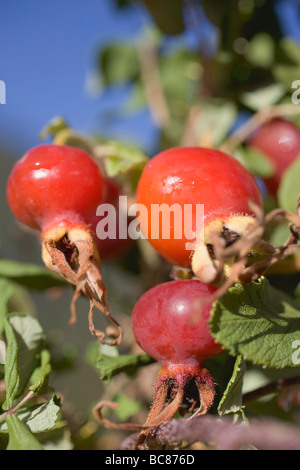 Rose hips on the bush FoodCollection Stock Photo - Alamy