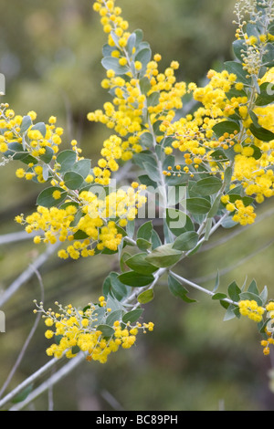 Pearl acacia (Acacia podalyriifolia) in bloom on natural background ...