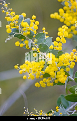 Pearl acacia (Acacia podalyriifolia) in bloom on natural background ...