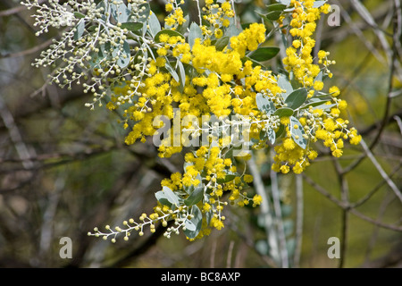 Pearl acacia (Acacia podalyriifolia) in bloom on natural background ...